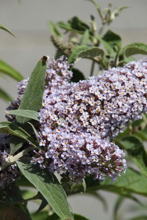 Buddleja davidii 'Pixie Blue' (Vlinderstruik) | De Tuinen van Appeltern