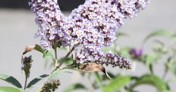 Buddleja davidii 'Pixie Blue' (Vlinderstruik) | De Tuinen van Appeltern
