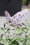 Buddleja davidii 'Pixie Blue' (Vlinderstruik) | De Tuinen van Appeltern