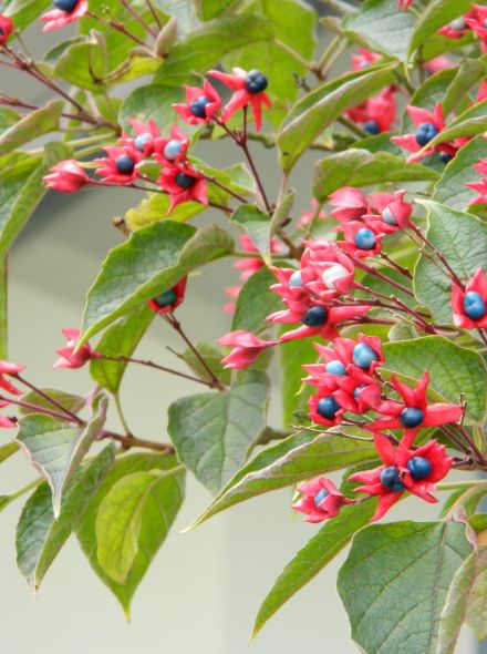 Clerodendrum trichotomum - Kansenboom, pindakaasboom | De Tuinen van ...