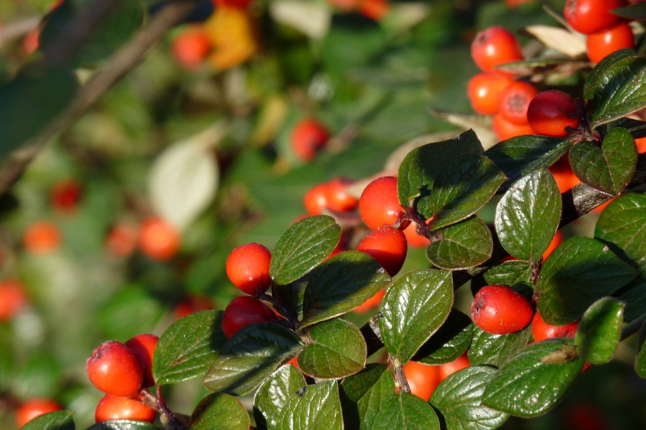 Cotoneaster franchetii (Dwergmispel) | De Tuinen van Appeltern