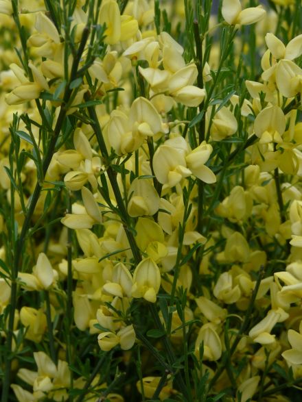 Cytisus praecox 'Allgold' - Brem , Geiteklaver | De Tuinen van Appeltern