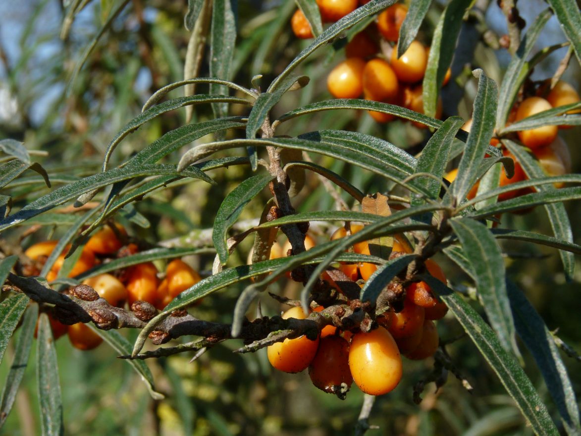 Hippophae rhamnoides (Duindoorn) | De Tuinen van Appeltern