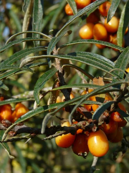 Hippophae rhamnoides - Duindoorn | De Tuinen van Appeltern