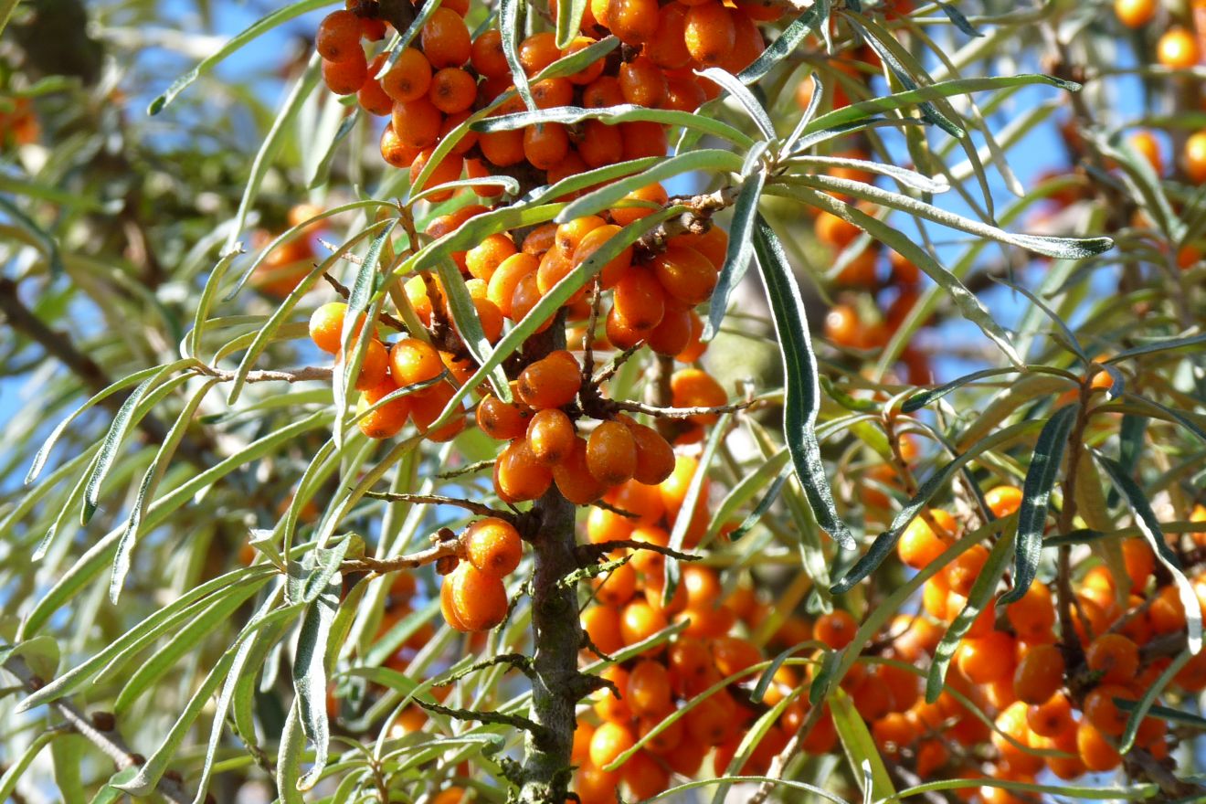 Hippophae rhamnoides (Duindoorn) | De Tuinen van Appeltern
