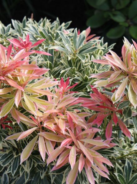Pieris japonica 'Carnaval' - Rotsheide , Lavendelheide | De Tuinen van ...