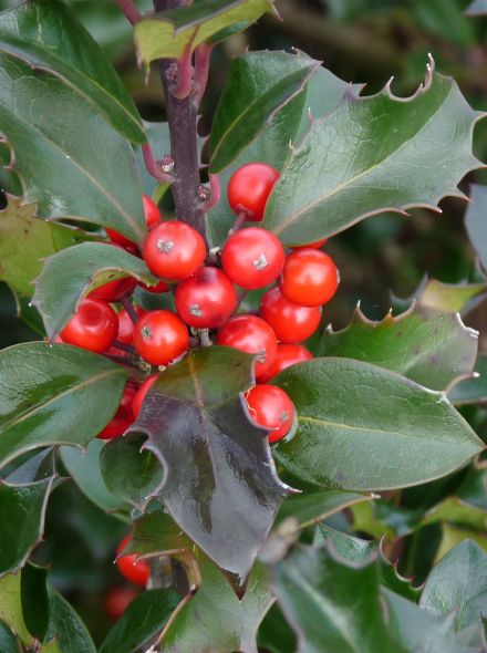Ilex × meserveae 'Blue Princess' - Amerikaanse hulst | De Tuinen van ...