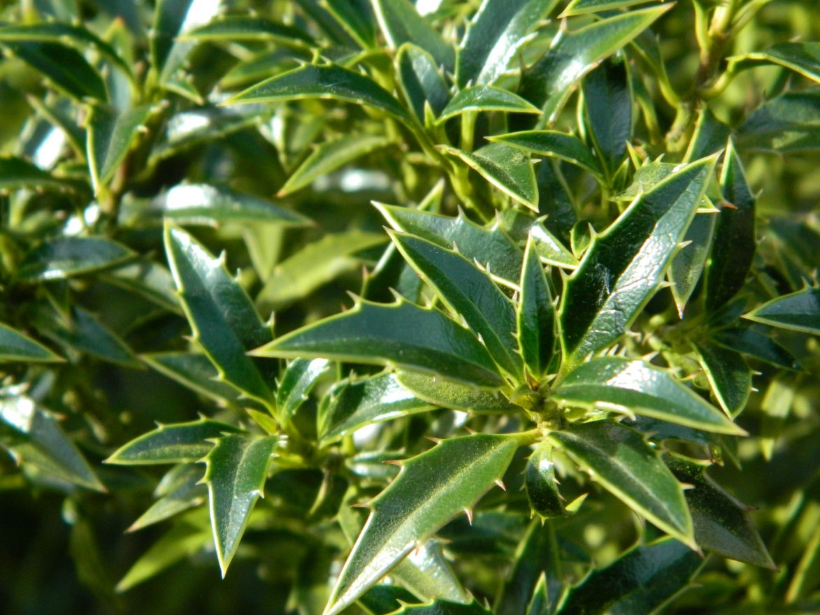 Ilex aquifolium 'Myrtifolia' (Hulst) | De Tuinen van Appeltern