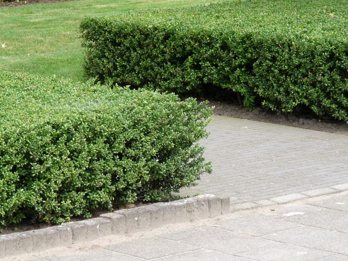 Ilex crenata 'Green Hedge' (Japanse hulst) - De Tuinen van Appeltern