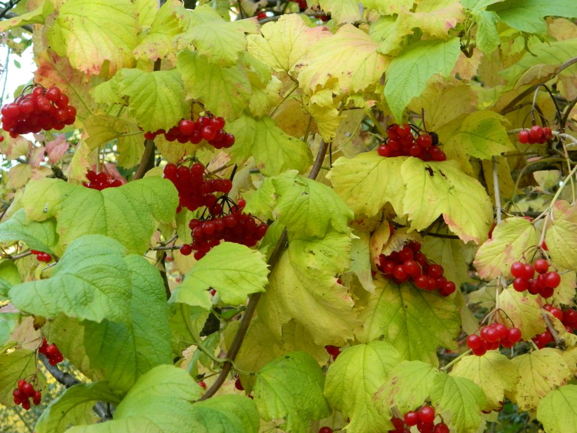 Viburnum opulus (Gelderse roos) | De Tuinen van Appeltern
