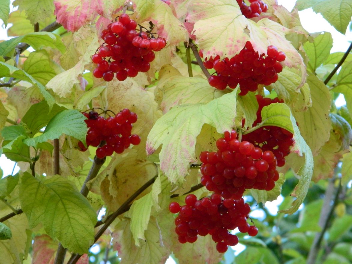 Viburnum opulus (Gelderse roos) | De Tuinen van Appeltern