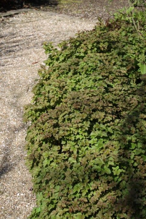 Viburnum opulus 'Nanum' (Gelderse roos) | De Tuinen van Appeltern