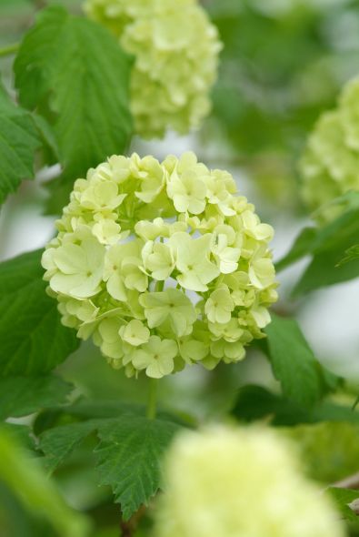 Viburnum opulus 'Roseum' - Gelderse roos | De Tuinen van Appeltern