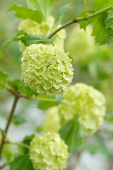 Viburnum opulus 'Roseum' - Gelderse roos | De Tuinen van Appeltern