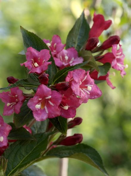 Weigela 'Bristol Ruby' - Weigelia | De Tuinen van Appeltern