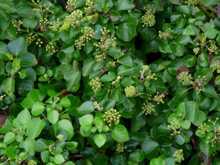 Hedera helix 'Arbori Compact' - Klimop, dwergstruik klimop | De Tuinen ...