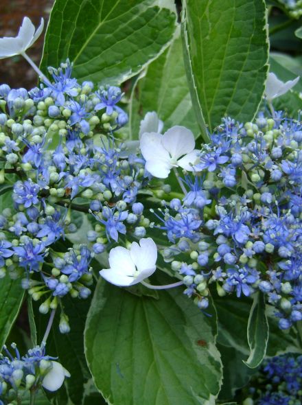 Hydrangea macrophylla 'Tricolor' - Hortensia | De Tuinen van Appeltern