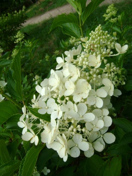 Hydrangea paniculata 'Levana' - Pluimhortensia | De Tuinen van Appeltern