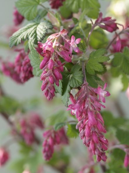 Ribes sanguineum 'King Edward VII' - Rode ribes | De Tuinen van Appeltern
