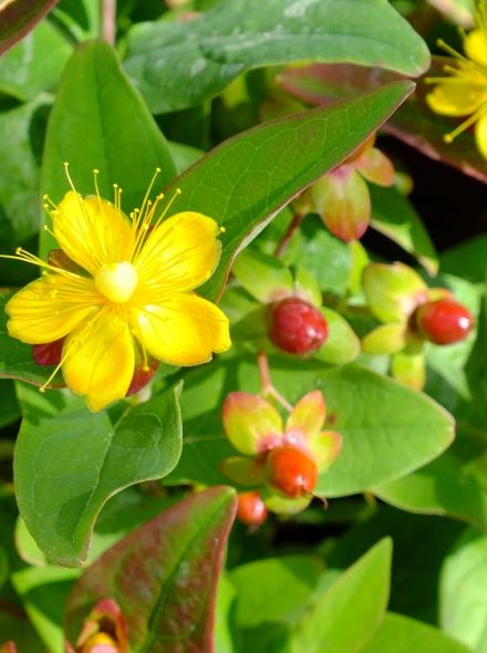 Hypericum inodorum 'Rheingold' - Hertshooi | De Tuinen van Appeltern