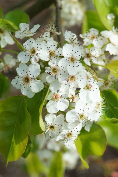 Pyrus calleryana 'Chanticleer' - Sierpeer | De Tuinen van Appeltern