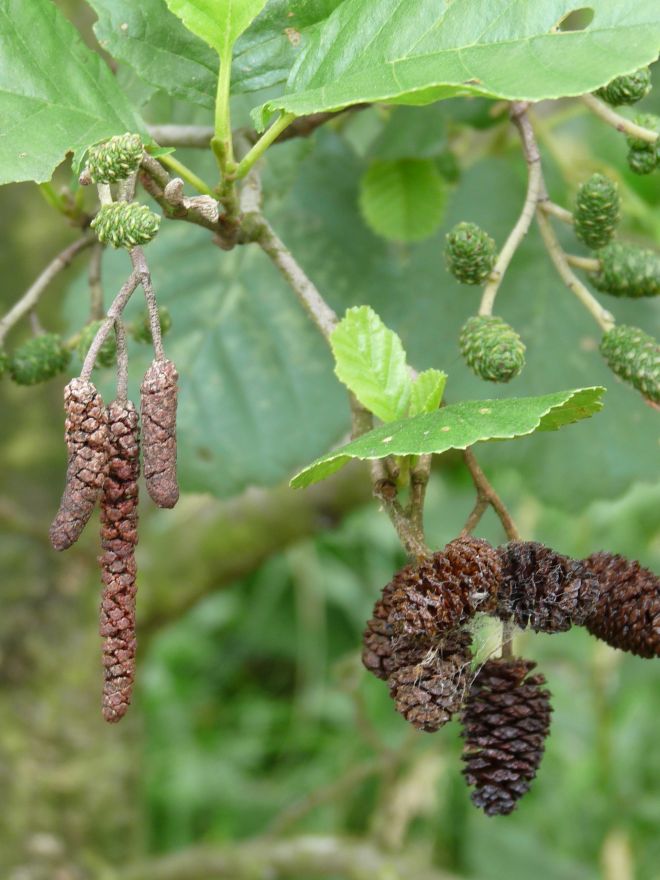 Alnus glutinosa (Gewone els, Zwarte els) | De Tuinen van Appeltern
