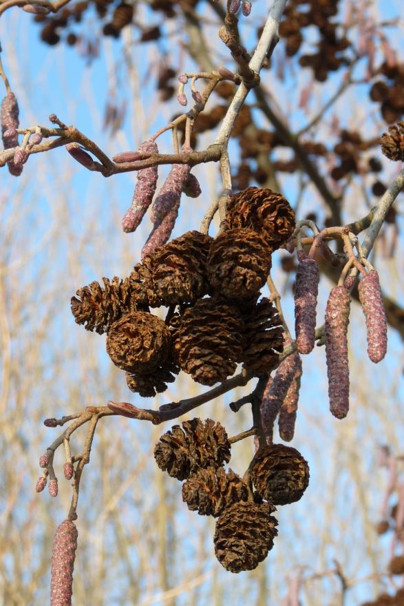 Alnus glutinosa (Gewone els, Zwarte els) | De Tuinen van Appeltern