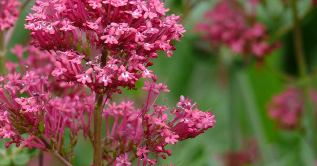 Centranthus ruber 'Coccineus' (Spoorbloem, Rode valeriaan) | De Tuinen ...