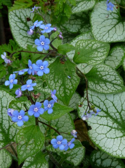 Brunnera macrophylla 'Dawson's White' - Kaukasisch vergeet-mij-nietje ...