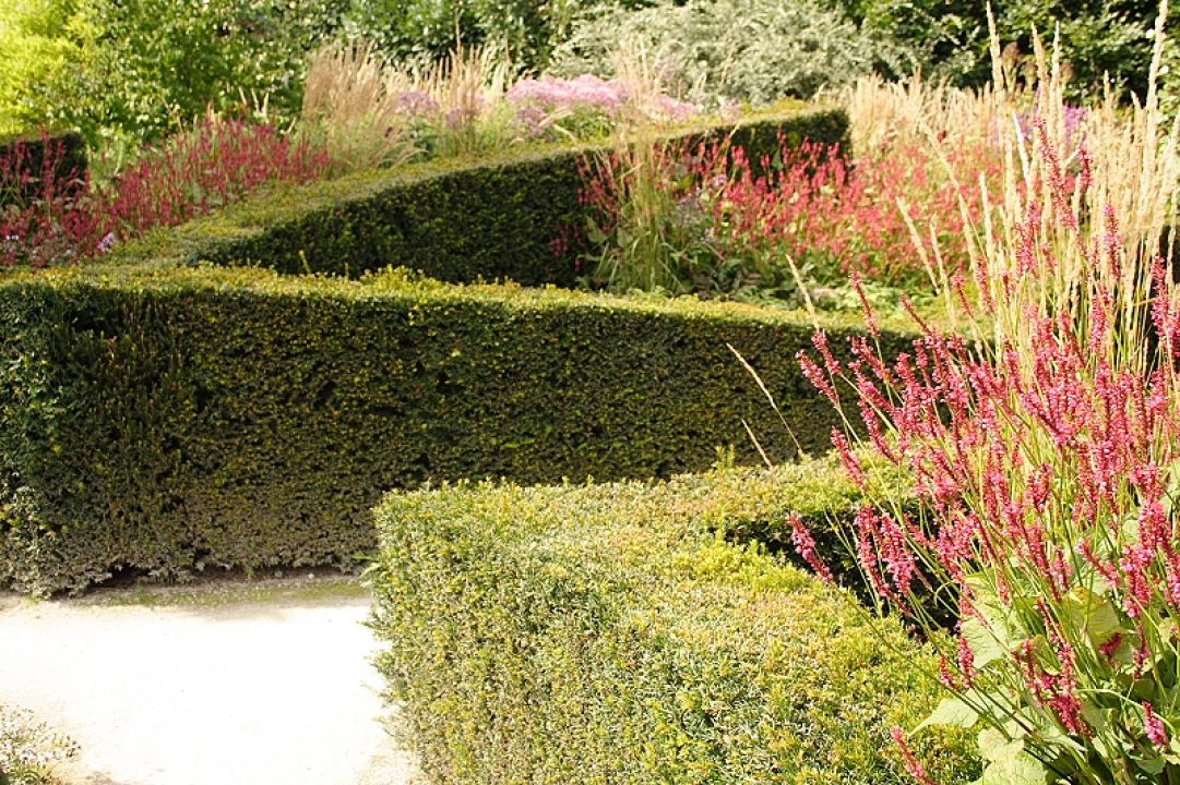 Taxus baccata - Venijnboom | De Tuinen van Appeltern