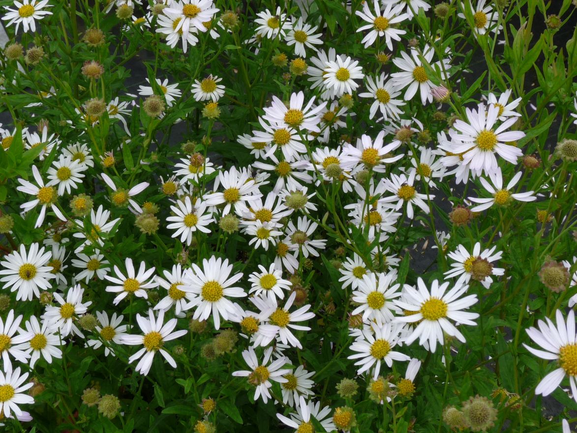 Kalimeris incisa 'Alba' (Zomeraster) | De Tuinen van Appeltern