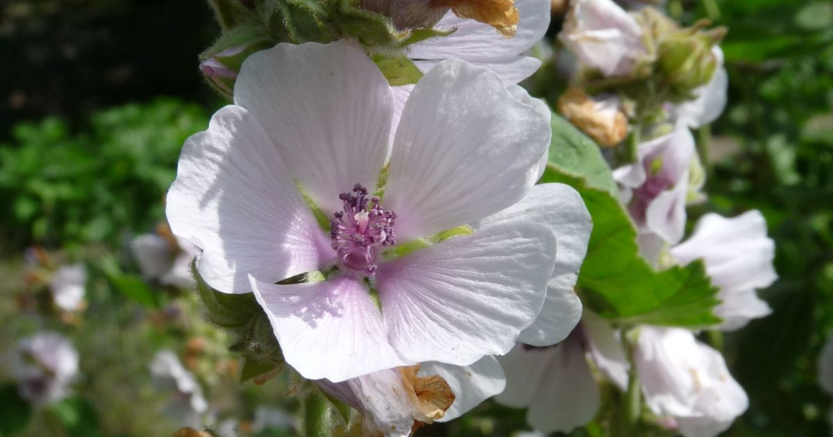 Althaea officinalis (Heemst) | De Tuinen van Appeltern