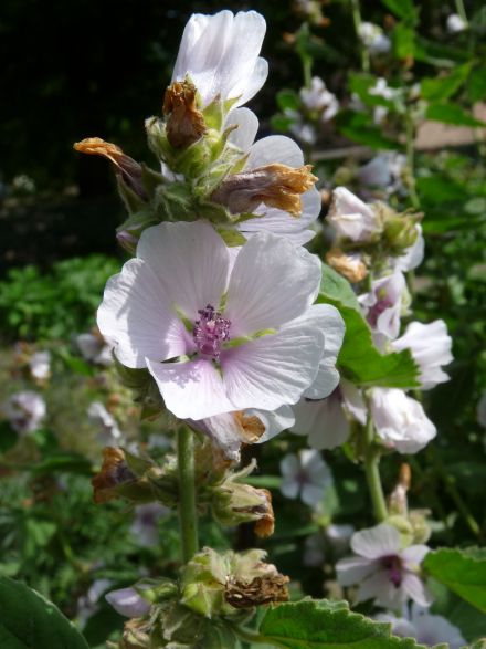 Althaea officinalis - Echte Heemst , Hoge Maluwe , Pijlstaartwortel ...