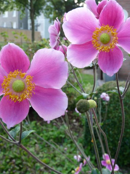 Anemone hupehensis 'Praecox' - Herfstanemoon | De Tuinen van Appeltern