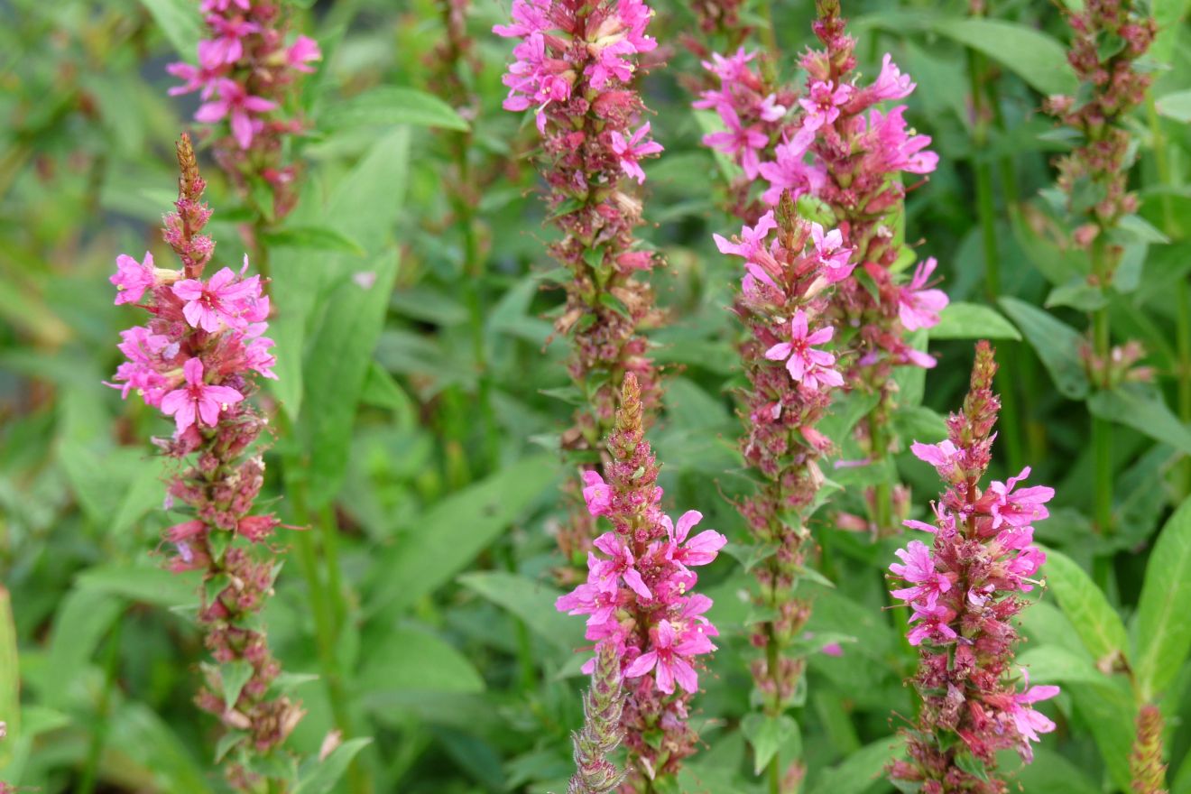 Lythrum salicaria 'Robert' (Kattenstaart) | De Tuinen van Appeltern
