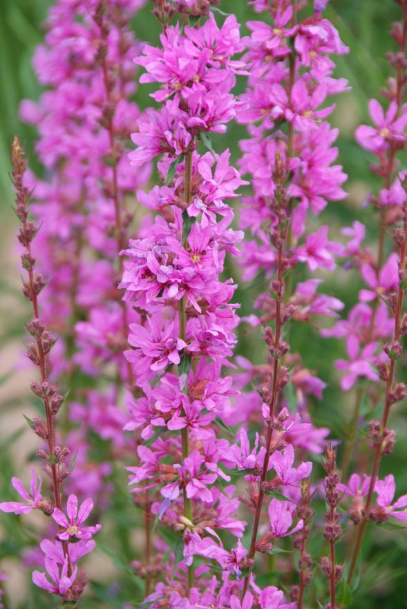 Lythrum salicaria 'Robert' (Kattenstaart) | De Tuinen van Appeltern