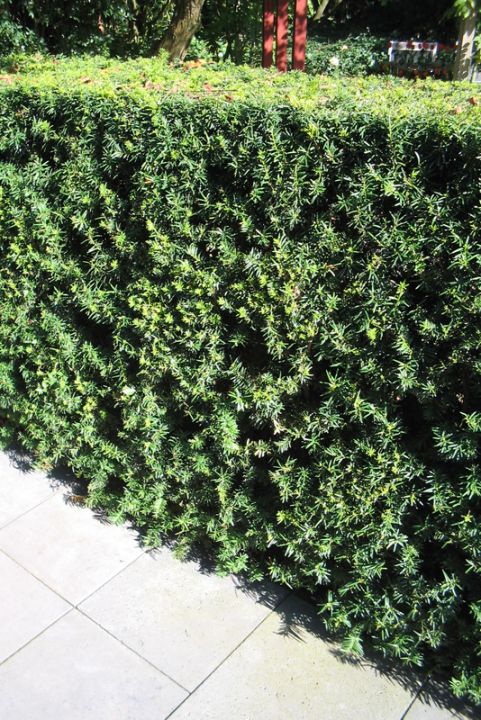 Taxus baccata - Venijnboom | De Tuinen van Appeltern