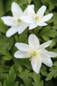 Anemone nemorosa - Bosanemoon , Anemoon, bos- | De Tuinen van Appeltern