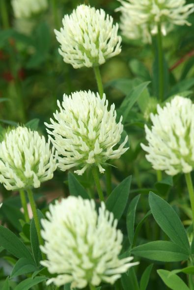 Trifolium ochroleucon - Gele klaver | De Tuinen van Appeltern