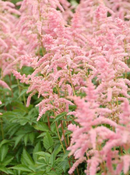 Astilbe 'Bressingham Beauty' - Pluimspirea, prachtspirea | De Tuinen ...