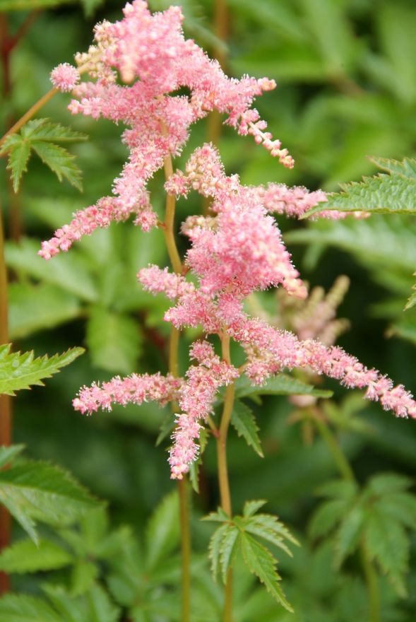 Astilbe 'Bressingham Beauty' (Pluimspirea, prachtspirea) | De Tuinen ...