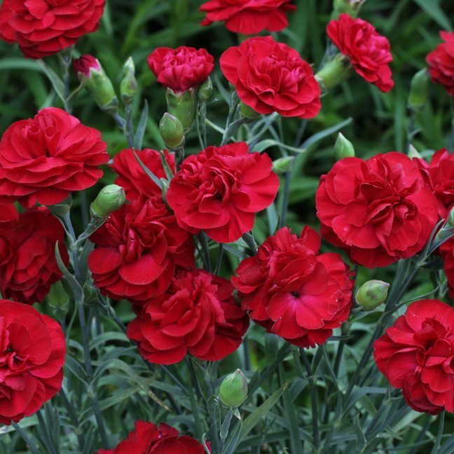 Dianthus 'David' (Grasanjer, Anjer, Tuinanjer) | De Tuinen van Appeltern