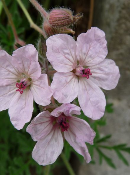 Erodium cicutarium - Gewone reigersbek | De Tuinen van Appeltern