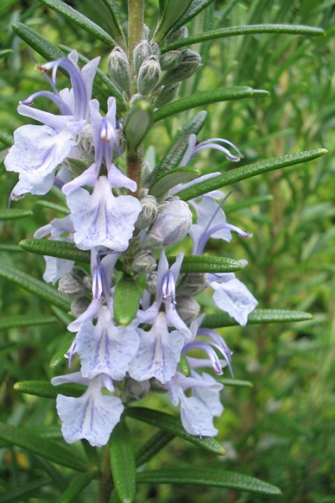 Rosmarinus officinalis - Rozemarijn | De Tuinen van Appeltern