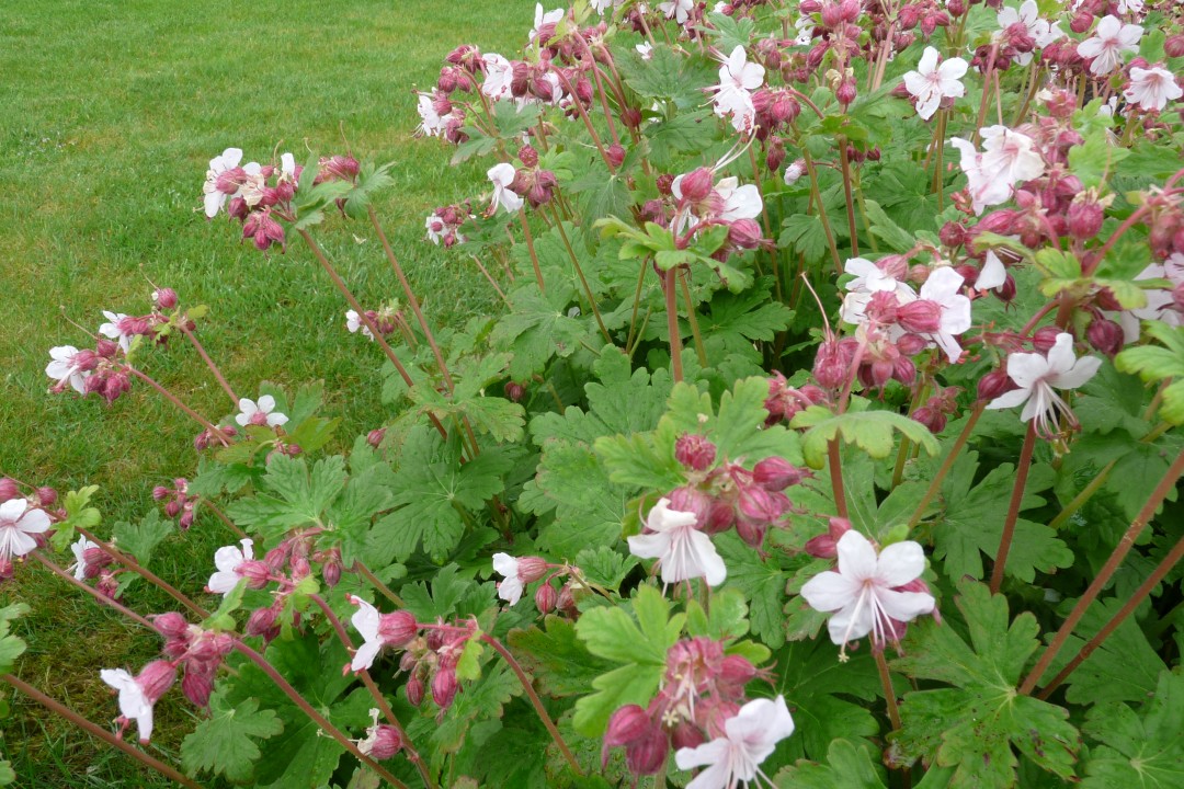 Geranium macrorrhizum 'Spessart' (Ooievaarsbek, witte tuingeranium ...