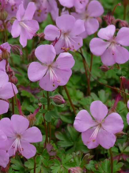Geranium macrorrhizum 'Bevan's Variety' - Ooievaarsbek | De Tuinen van ...