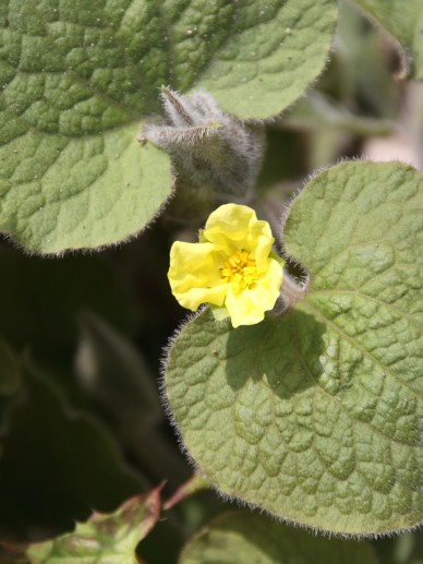 Saruma henryi | De Tuinen van Appeltern