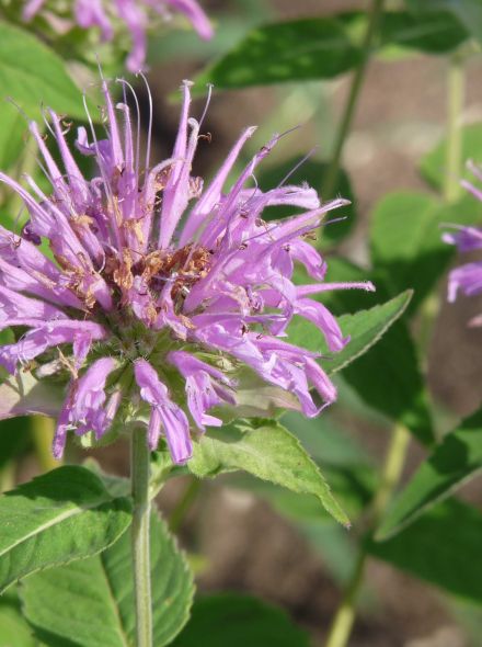 Monarda 'Snow Queen' - Bergamotplant | De Tuinen van Appeltern