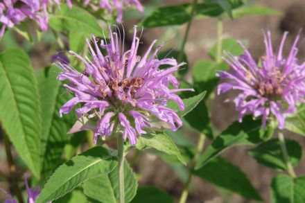 Monarda 'Scorpion' - Bergamotplant | De Tuinen van Appeltern