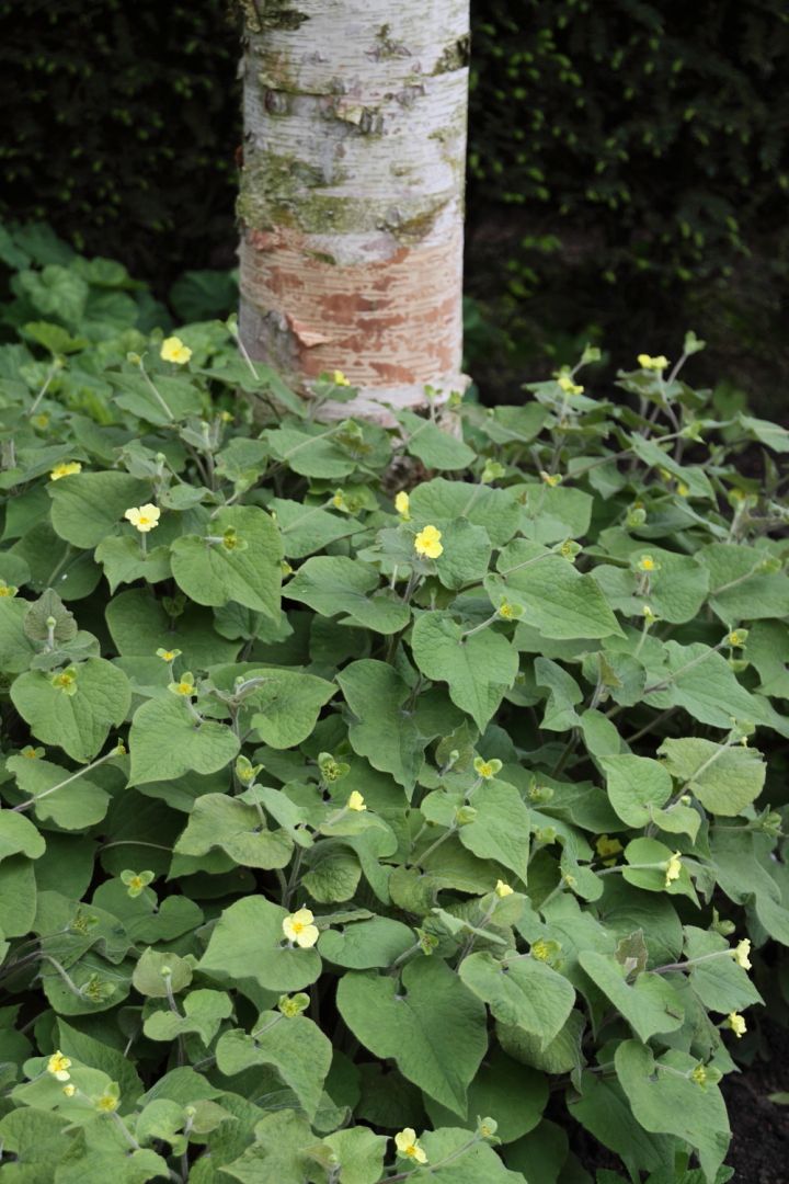 Saruma henryi | De Tuinen van Appeltern